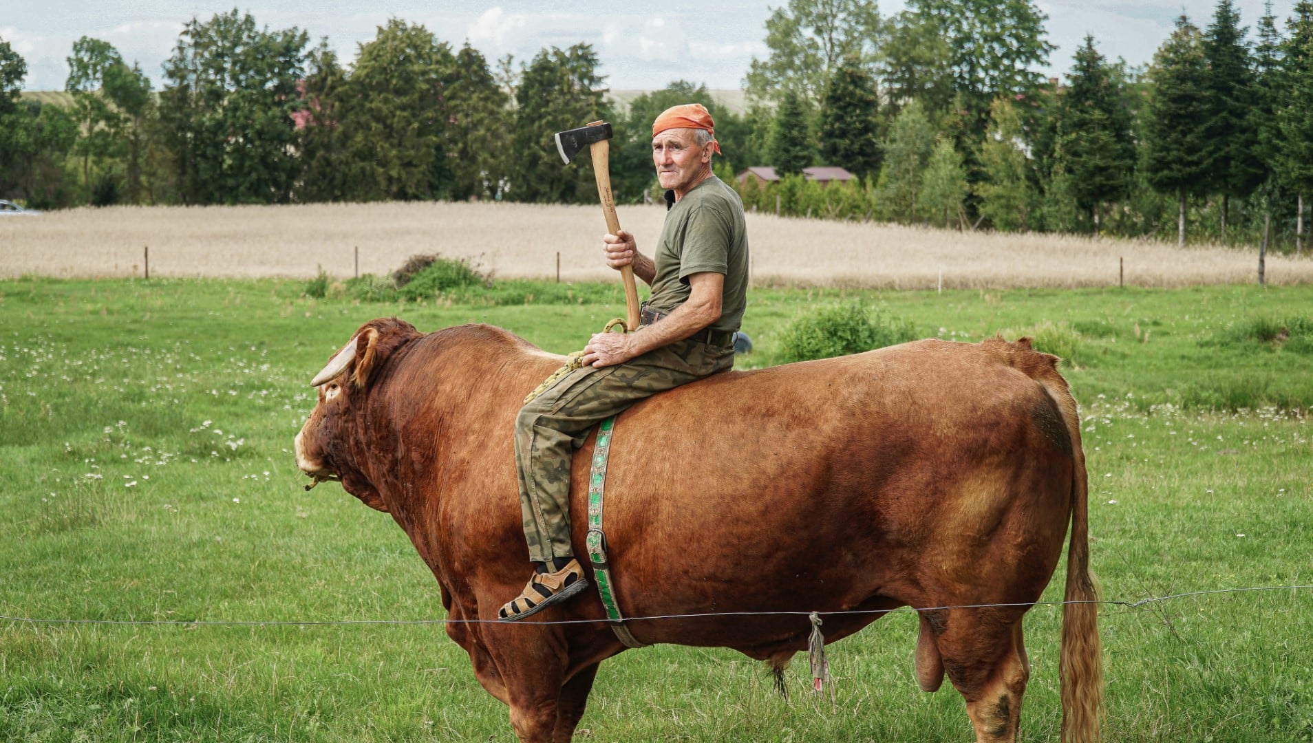 Strona główna - Romek Zaklinacz Byków